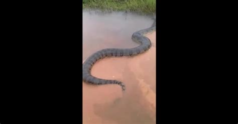 Video Huge Large South American Python Has Never Seen Swimming On The