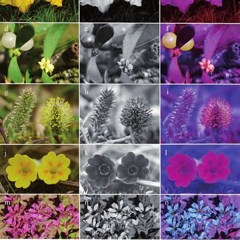 Abb 5 Polymorphismus Bei Blüten A C Monözischer Kürbis Cucurbita