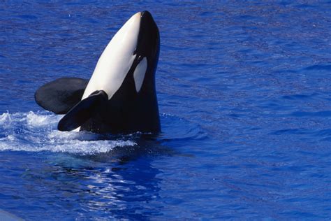 The Ecosystem Of Killer Whales