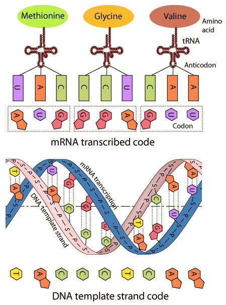 Dwarfism Gene Mutation