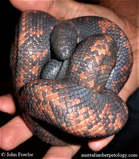 Calabar Ground Boa Calabaria Reinhardtii