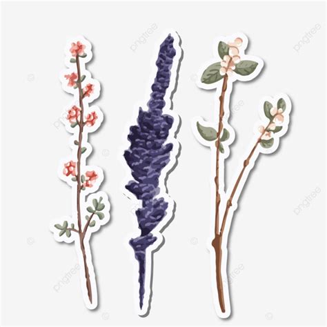 드라이플라워 세트 벡터 건조한 마른 꽃 Png 일러스트 및 벡터 에 대한 무료 다운로드 Pngtree