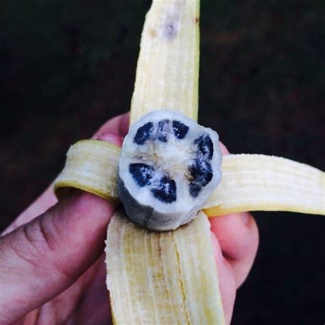 Do Some Bananas Have Seeds At George Farrow Blog