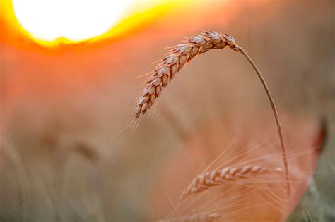 클로즈업 익은 따뜻한 색된 황금 노란색의 부드러운 흐린된 안개 초원 밀 필드 밝은 배경에 갈색 화창한 여름 날에 밀 머리를 집중 농업 농업 및 풍부한 추수 개념입니다 갈색에