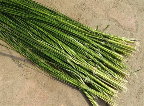 Significance Of Dharba Grass In Puja