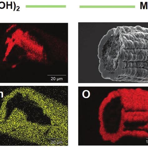 Cross Section Sem Images And Corresponding Eds Mapping Of Oxygen