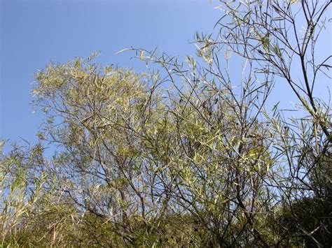Chilopsis Linearis Ssp Arcuata Native Plant Database
