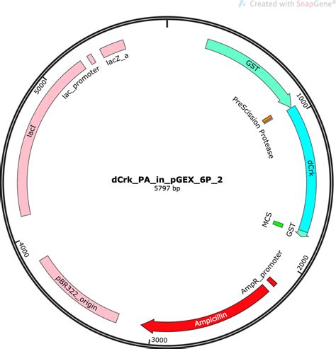Addgene Pgex 6p 2 Dcrk