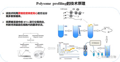 多核糖体图谱分析技术 Polysome Profiling 提升核心竞争力 四维加生物科技（武汉）有限公司官网 武汉分子生物平台 武汉细胞分子平台 武汉生物研究平台