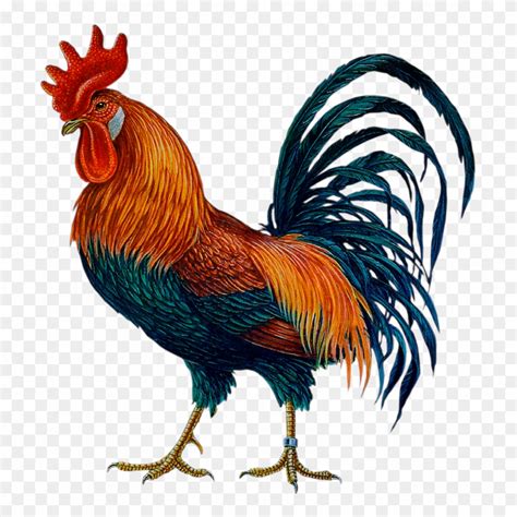 Cock Png Clipart 3213119 Pinclipart