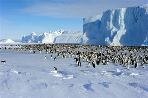 Penguins Global Warming Effects