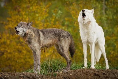 Lobo Aullando Lobo Aullando Foto Premium