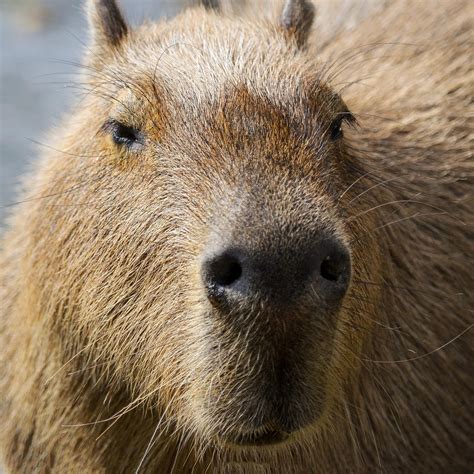 90000 Capybara Cute And ảnh Capybara Miễn Phí Pixabay