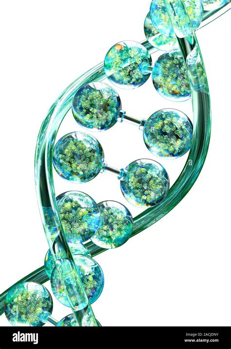 Dna Molecule Computer Artwork Showing A Section Of A Double Stranded Dna Deoxyribonucleic Acid