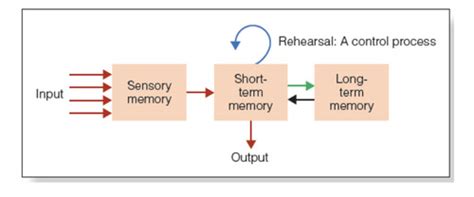 Psy 200 Ch 5 Short Term And Working Memory Flashcards Quizlet