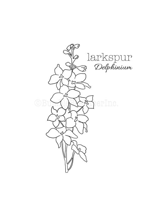 Delphinium Flower Drawing