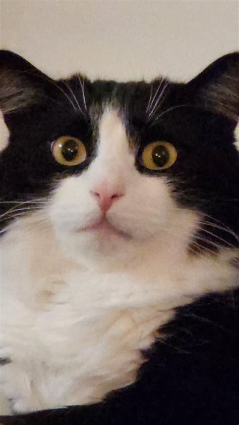 My Sisters Tuxy Hes Huge And Weighs Like 18lbs And Has Such A High Pitch Pitiful Meow R