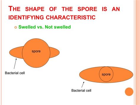 Endospores Ppt Chemistry Science