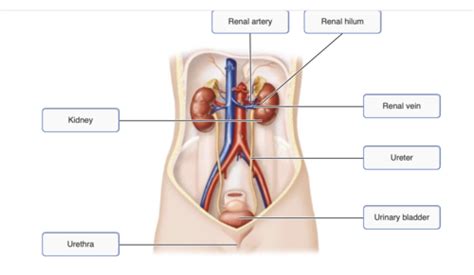 Anatomy And Physiology Urinary System Flashcards Quizlet