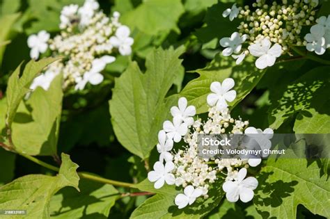 Viburnum Vulgare는 개화 중에 흰색 꽃으로 꽃을 피웁니다 햇빛에 녹색 잎이 있는 흰색 가막살 나무속 꽃의 클러스터 개화 세부 사항을 보여주는 야외 클로즈업 식물