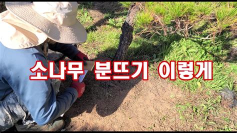 가을 소나무 이식 소나무 분뜨기 분감기 소나무 옮기기 Youtube