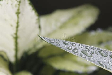 Beauty Green Plant So Fresh And Wet By The Rain Water Stock Image Image Of Leaf Yellow