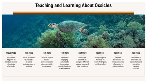 Teaching And Learning About Ossicles Ppt Summary Acp Ppt Template