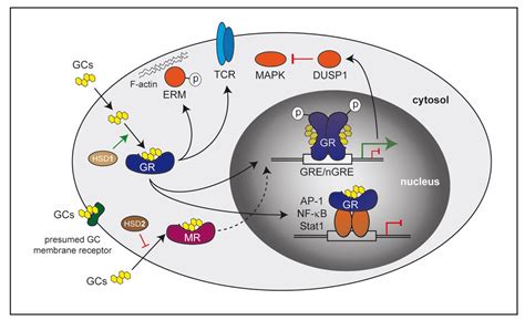 Glucocorticoids Function