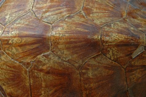 Turtleshell Texture By BlokkStox On DeviantArt