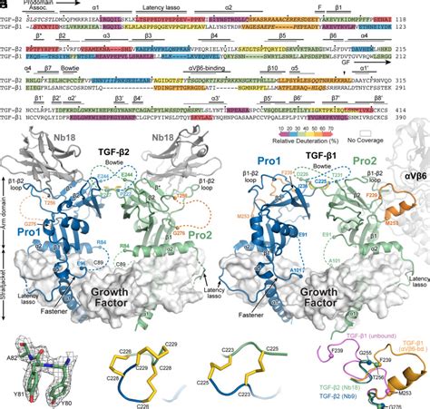 A Specialized Integrin Binding Motif Enables Protgf β2 Activation By Integrin αvβ6 But Not αvβ8
