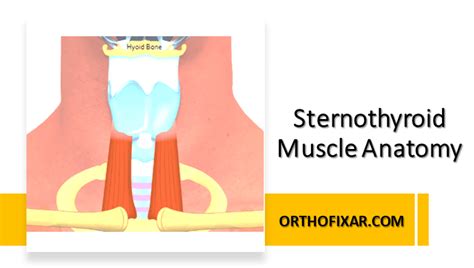 Sternothyroid Muscle Anatomy Orthopedic Learning