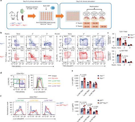 Nrp1 Inhibits C Junap 1 Activation In Chronically Stimulated Cd8⁺ T Download Scientific