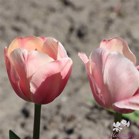 Salmon Van Eijk 11st