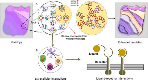 Figure 1 From Deep Learning In Spatially Resolved Transcriptomics A Comprehensive Technical