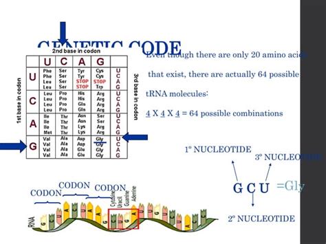 Protein Synthesisppt Programming Languages Computing