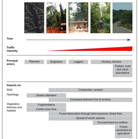Pdf Impacts Of Logging Roads On Tropical Forests