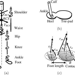 27 DOF Biped Robot A Con Guration Of 27 DOF Biped Robot B Shape Download Scientific