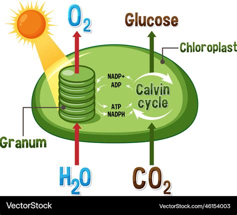 Photosynthesis Biology