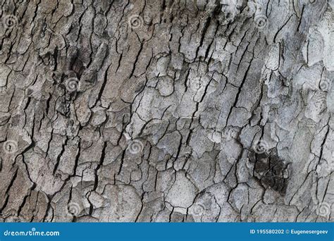Old Gray Tree Bark Natural Background Texture Stock Photo Image Of Wood Natural