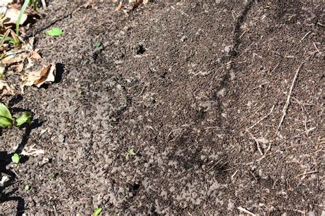 Premium Photo Close Up Of Ant Nest With Colony Of Ants In Sunny Day