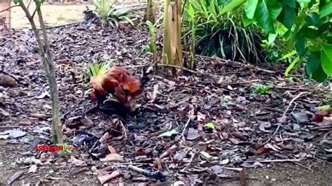 Chicken Mating Rooster Mating Ayam Kawin Youtube