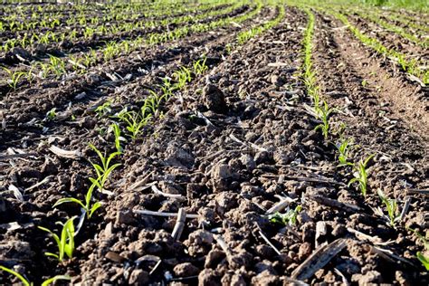 Sprout In The Field Stock Photo Image Of Seedling Corn 118843316