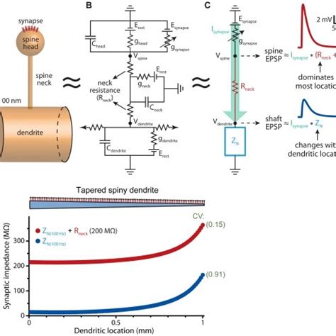 A Diagram Of A Dendritic Spine Consisting Of A Spine Head Attached Download Scientific