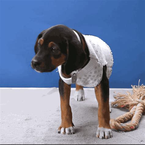 Just A Bunch Of S Of Puppies Wearing Clothes And Being Cute Video