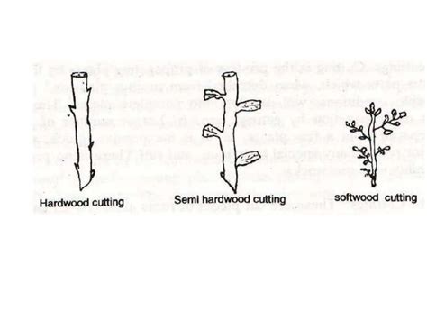 Plant Propagation Sexual And Asexual Propapagationpptx Gardening Plant Propagation Sexual And Asexual Propapagationpptx Gardening
