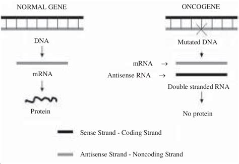 Antisense Rna Therapy Download Scientific Diagram