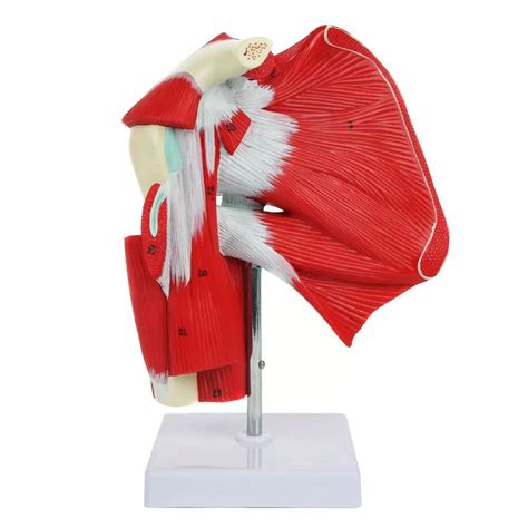 Buy Human Shoulder Joint Model Shoulder Joint Tendon Model Shoulder