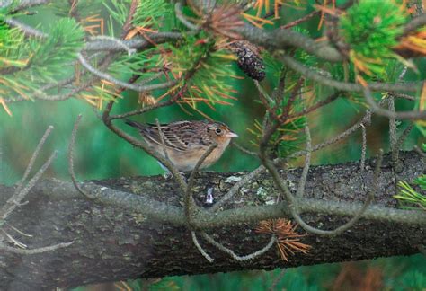 Nw Bird Blog Grasshopper Sparrow