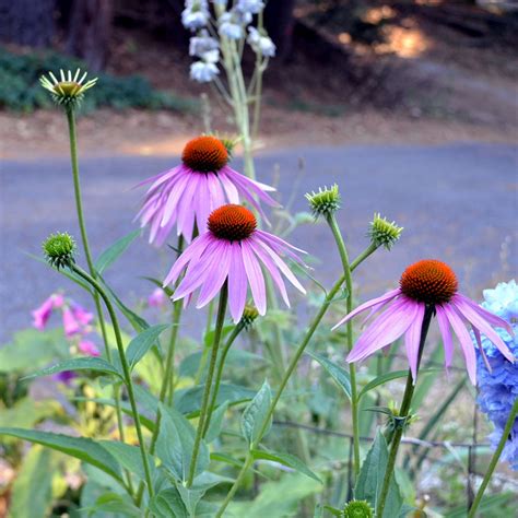How You Can Grow Beautiful Zinnias In Containers And Pots Flower