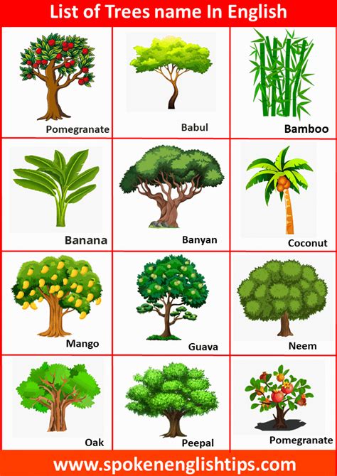Different Types Trees Name In English With Pictures